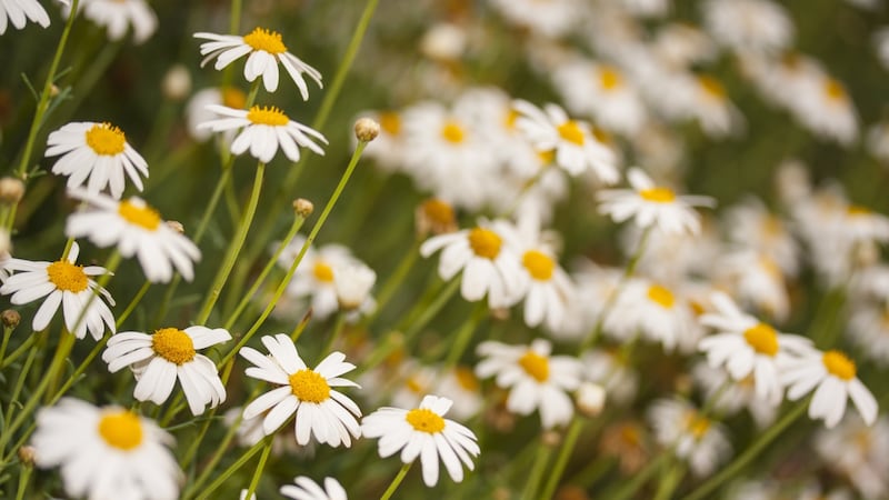 La primavera florece en República Dominicana con un clima ideal - eltiempo